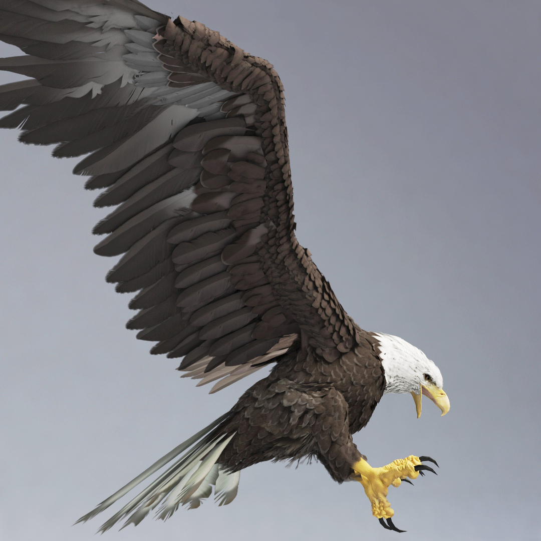 3d bald eagles poses