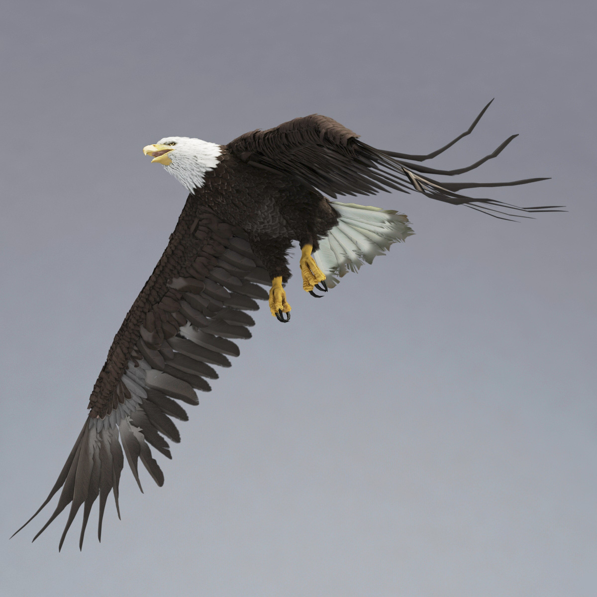 3d bald eagles poses