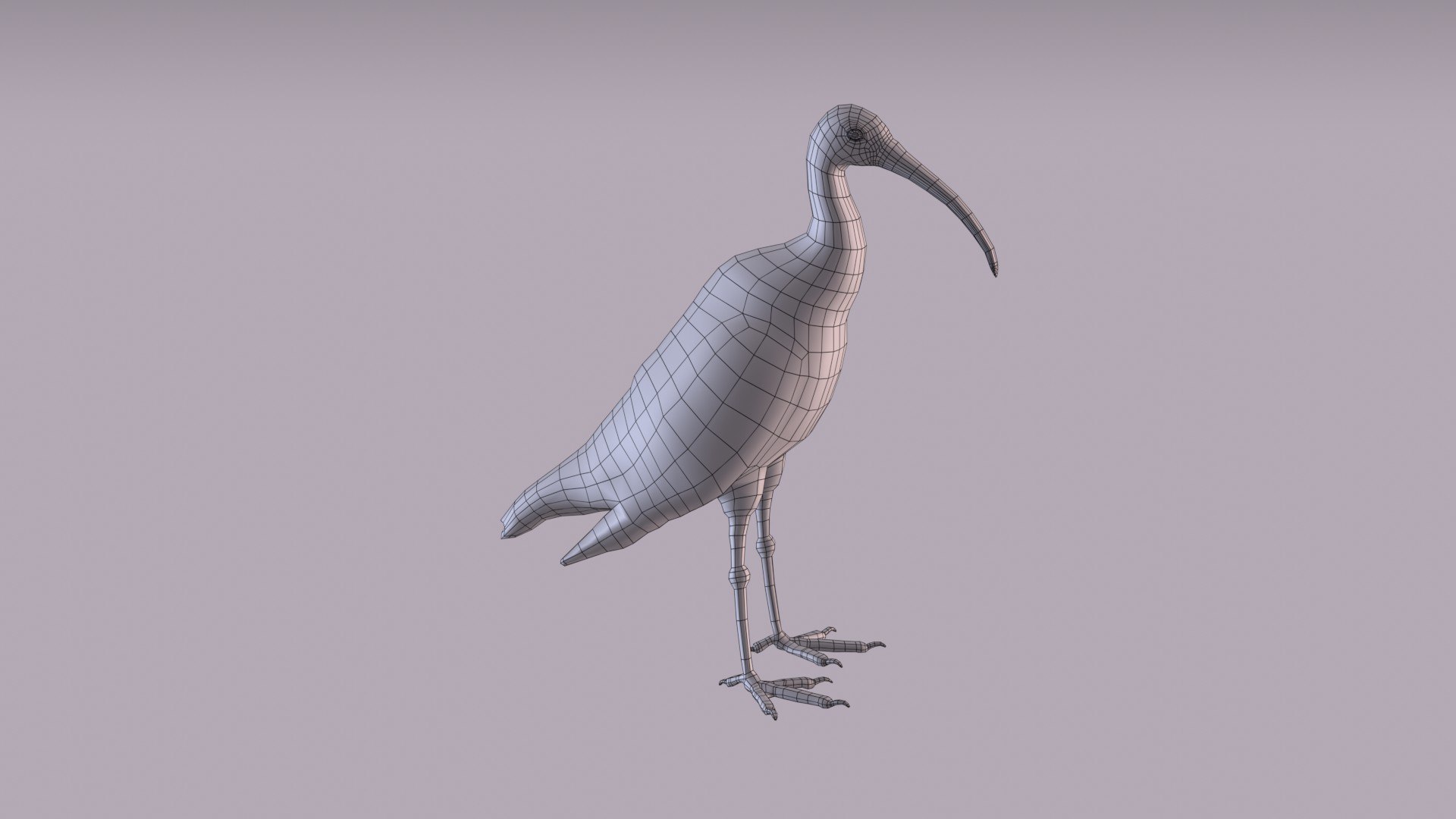 Australian Ibis 3D Model - TurboSquid 1728911
