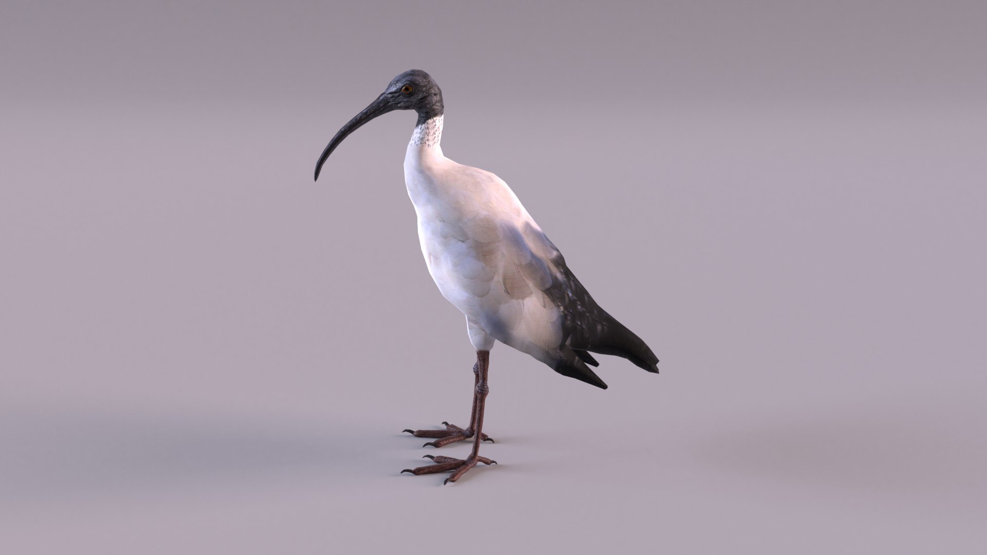 Australian Ibis 3D Model - TurboSquid 1728911