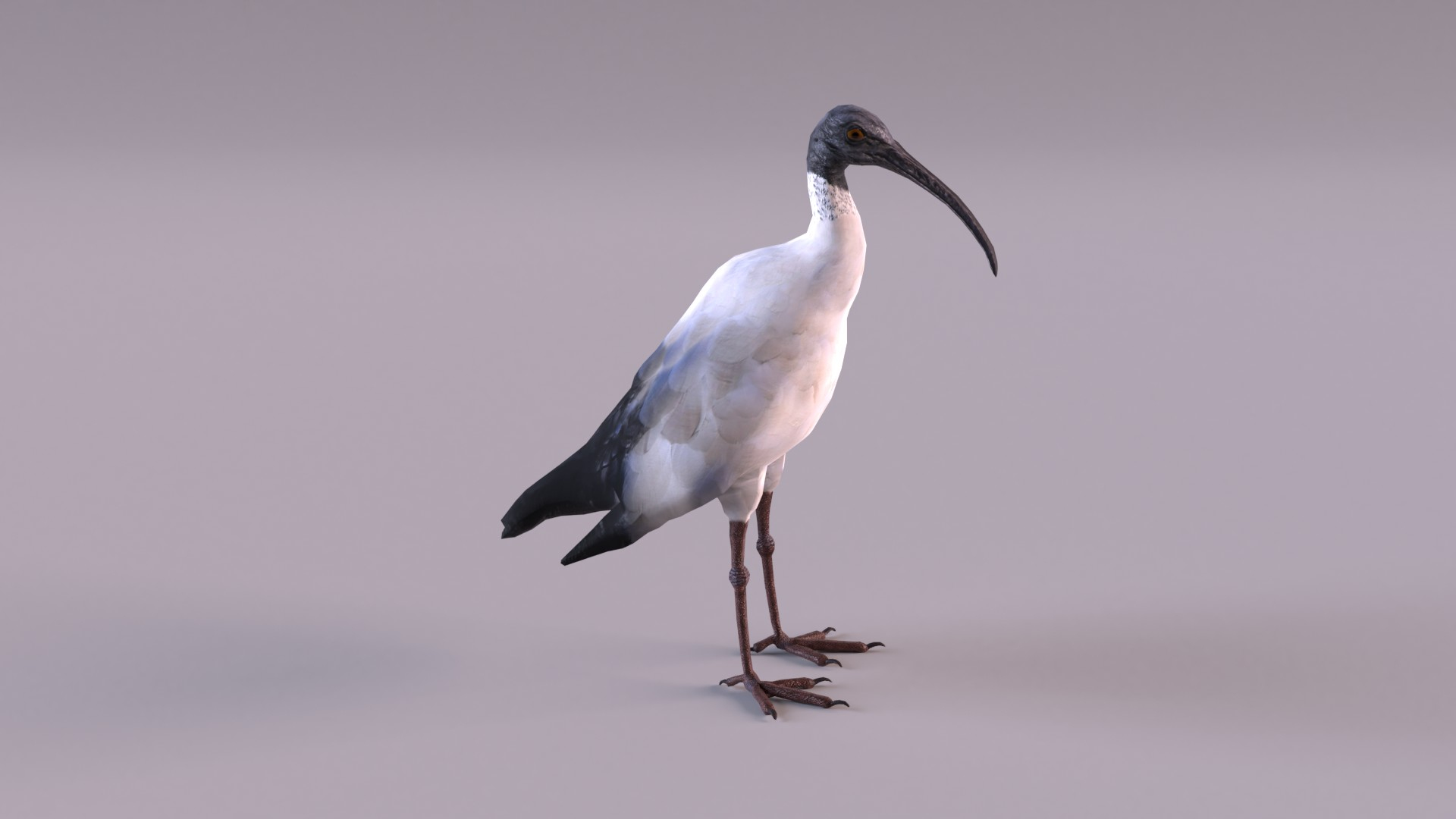 Australian Ibis 3D Model - TurboSquid 1728911
