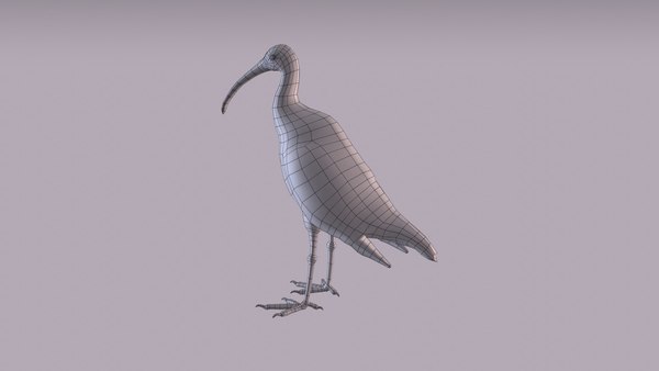 Australian Ibis 3D model - TurboSquid 1728911