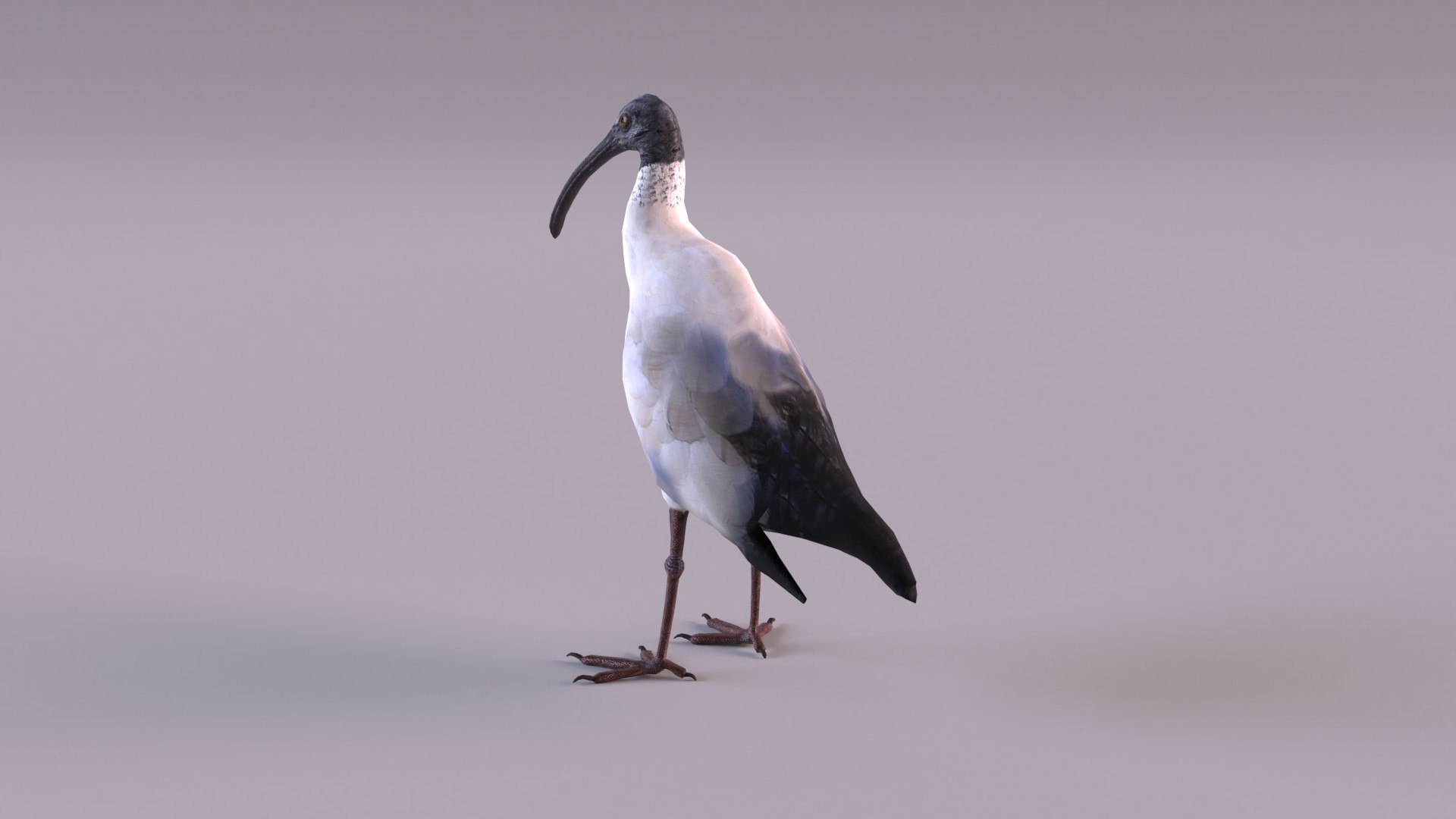 Australian Ibis 3D Model - TurboSquid 1728911