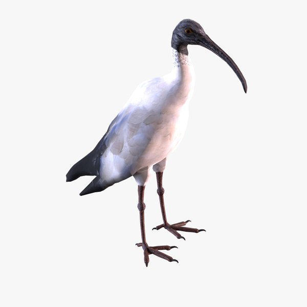 3D Ibis Models | TurboSquid