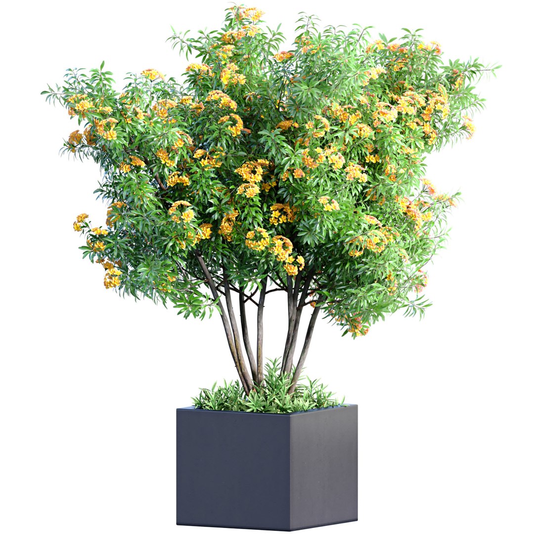 Decorative Indoor Violet Tree Shrub Bush Plant Bouquet With Yellow ...