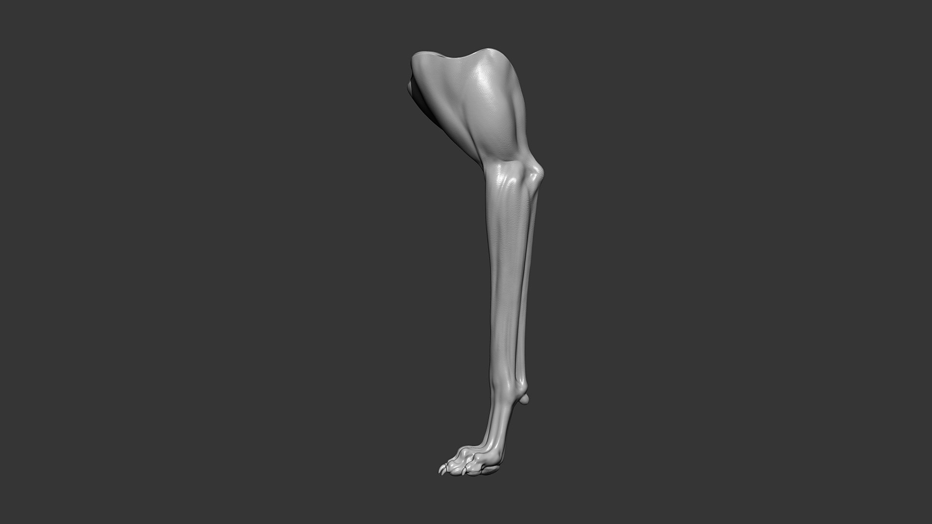 Dog Front Leg Highpoly Sculpt 3D Model - TurboSquid 1807851