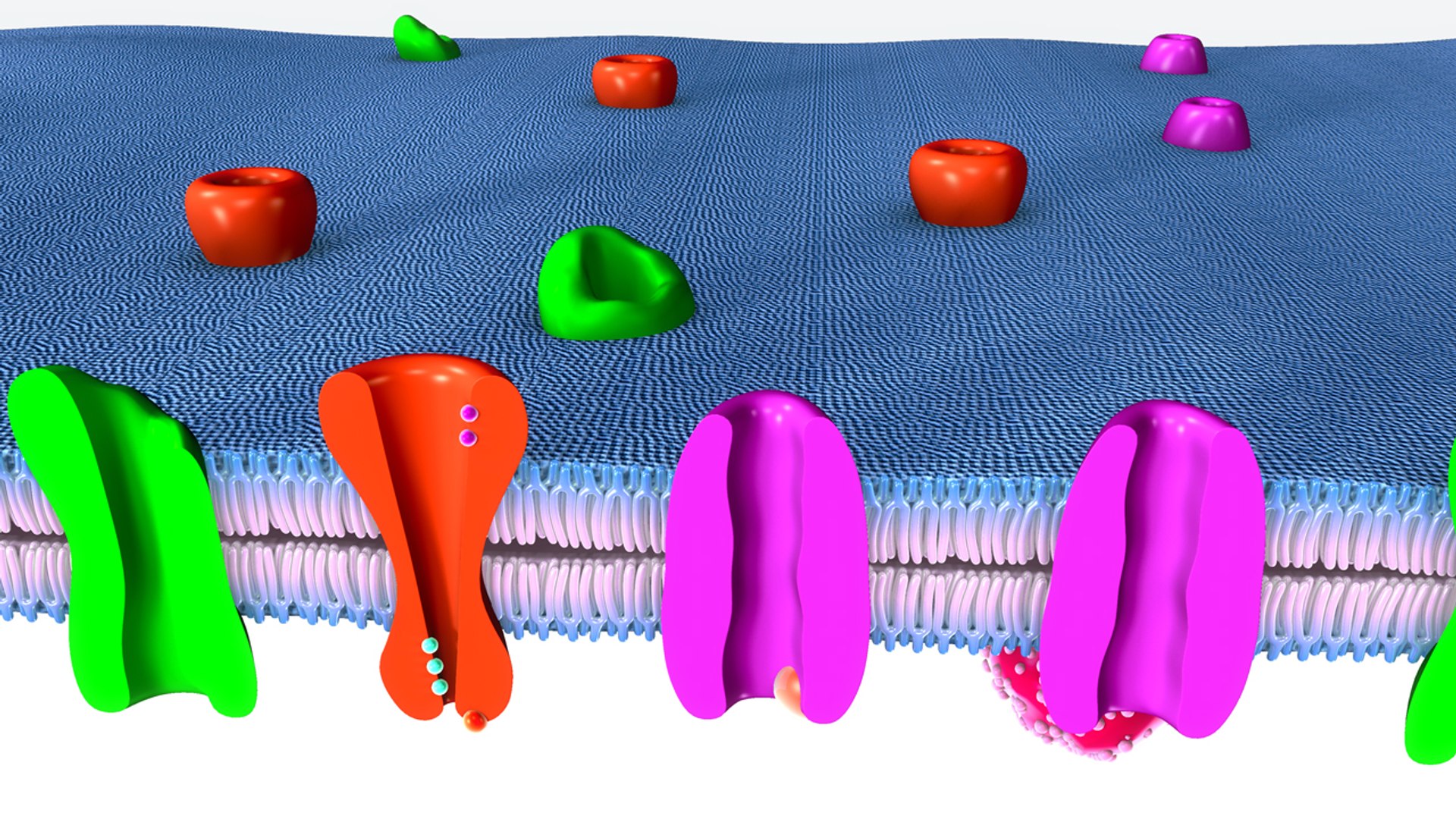 3d Cell Membrane Model