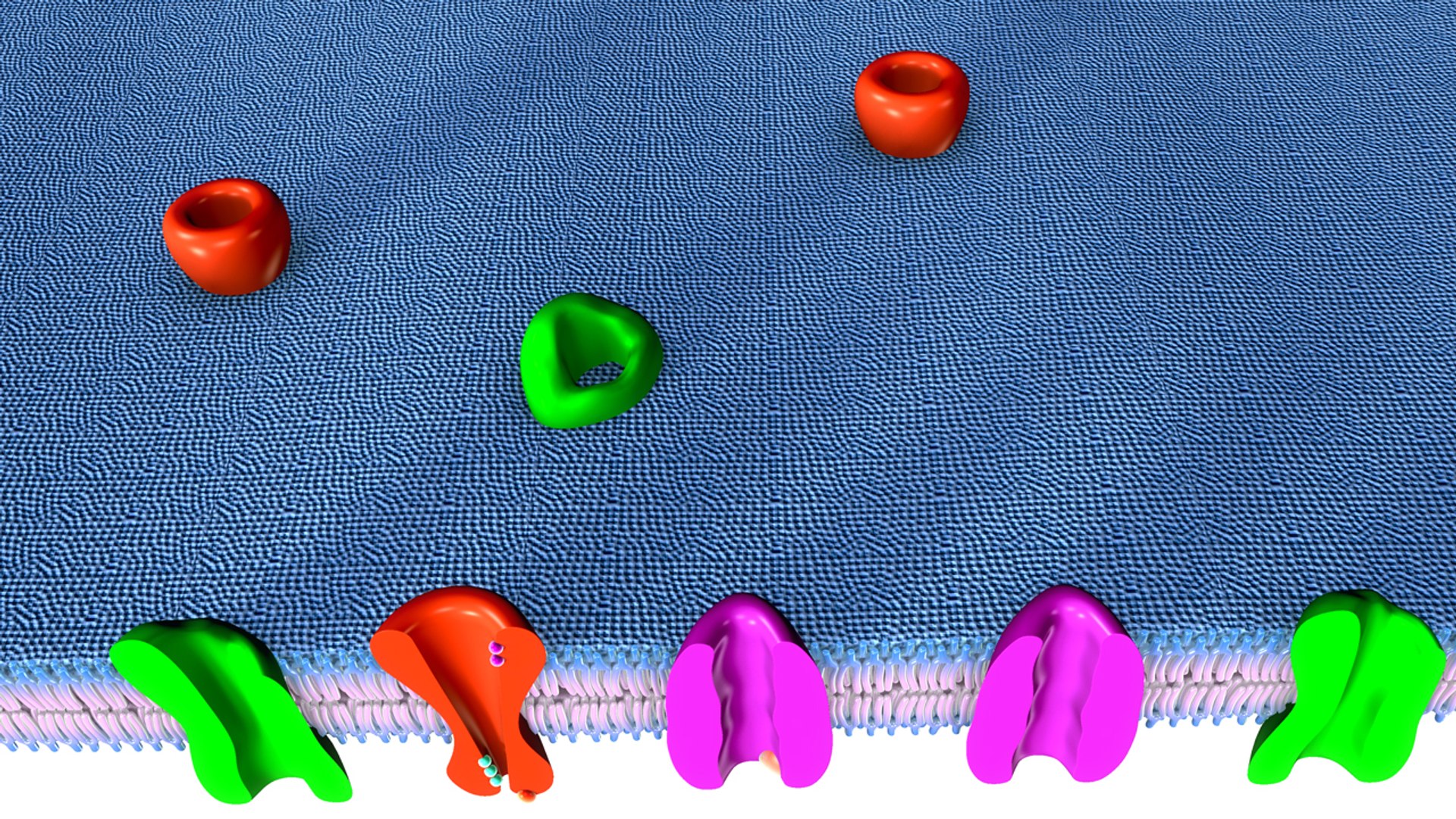 3d Cell Membrane Model