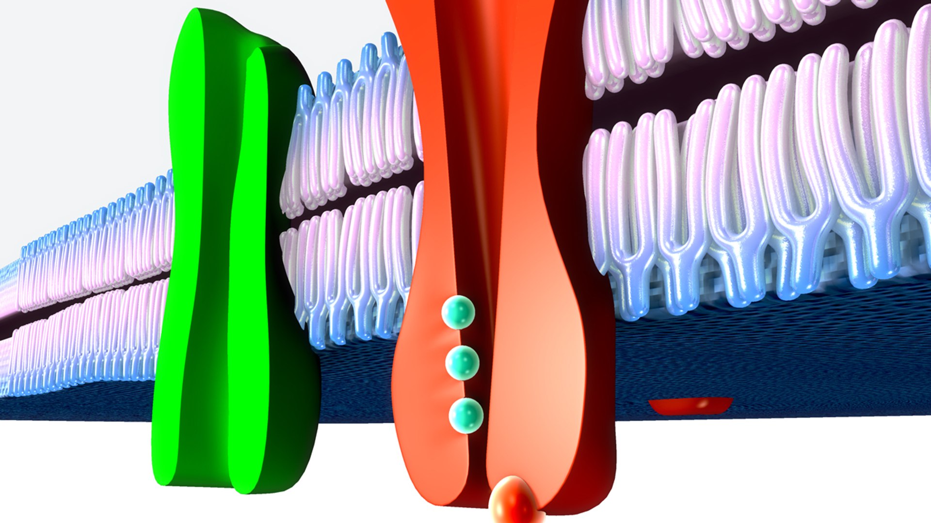 3d Cell Membrane Model