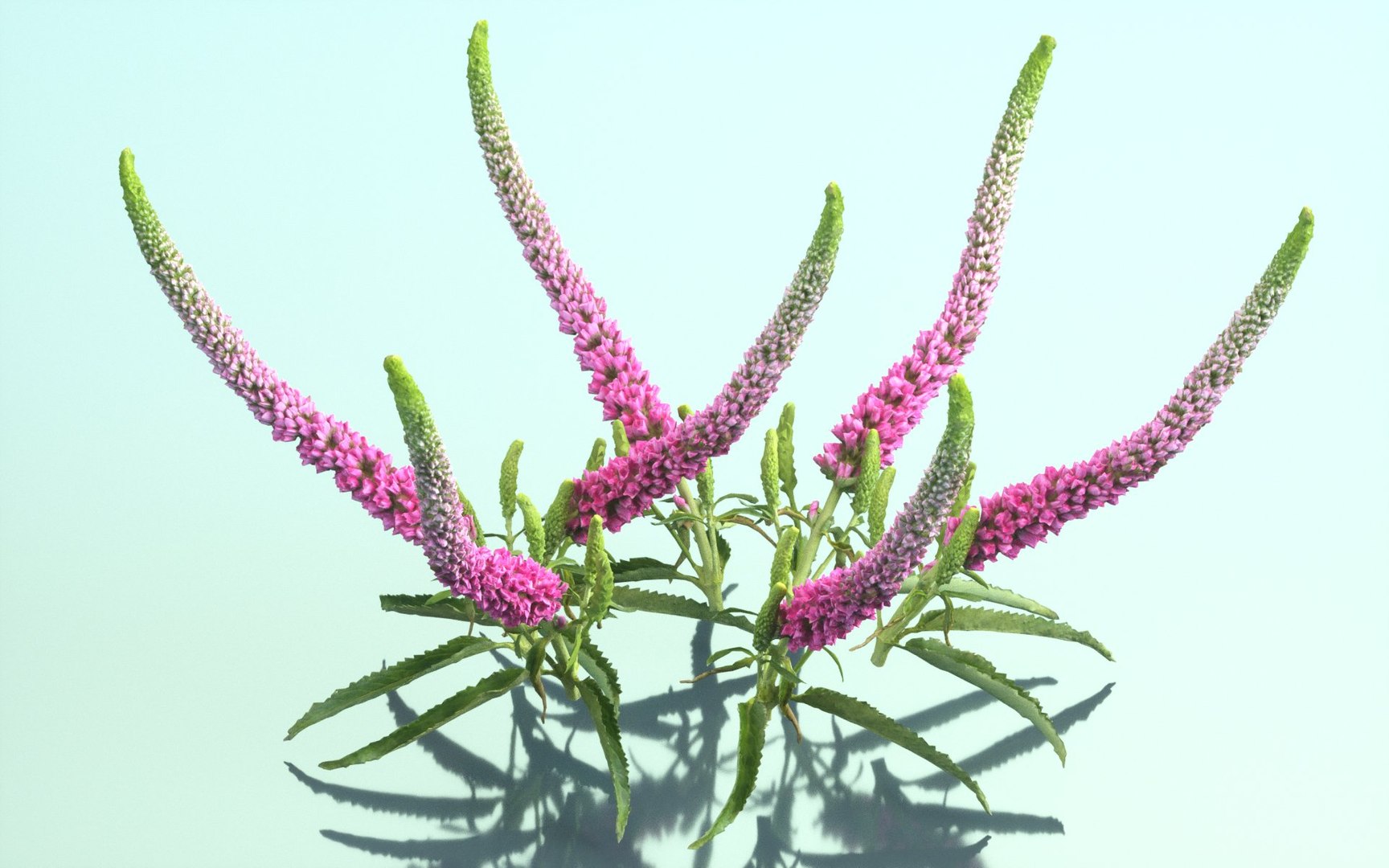 Summer Lilac Buddleja 3D Model - TurboSquid 1345152