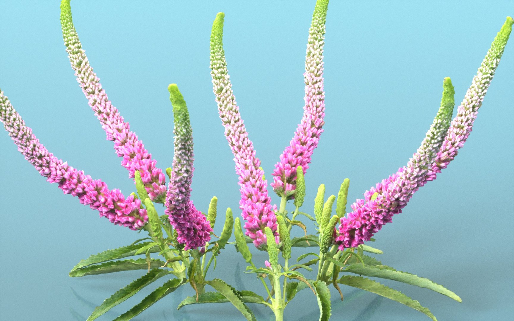 Summer Lilac Buddleja 3D Model - TurboSquid 1345152