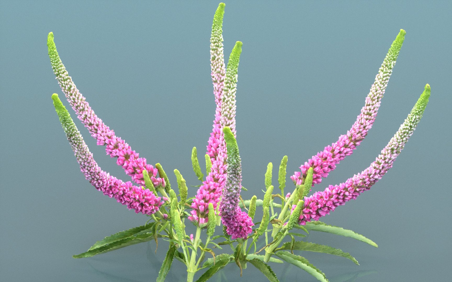 Summer Lilac Buddleja 3D Model - TurboSquid 1345152