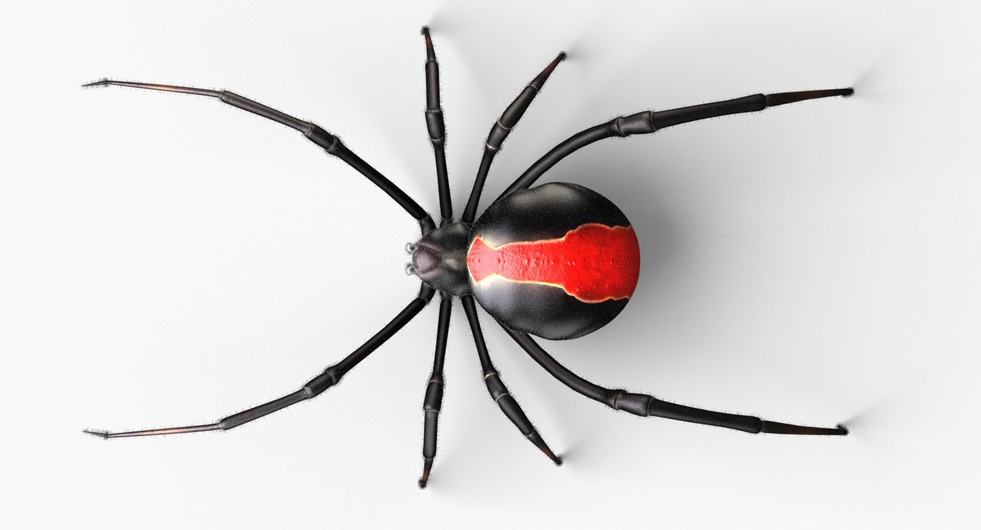 3d Red Spider Model