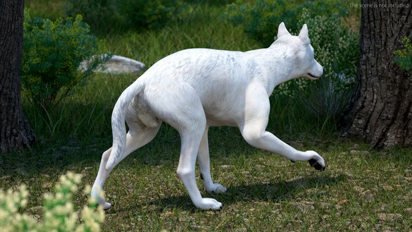 modelo 3d Lobo Blanco preparado para Maya - TurboSquid 2250720