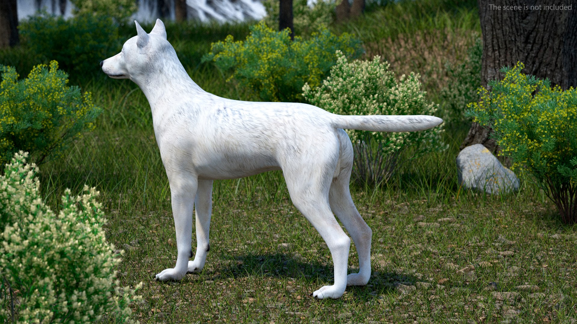 White Wolf Rigged For Maya 3D Model - TurboSquid 2250720