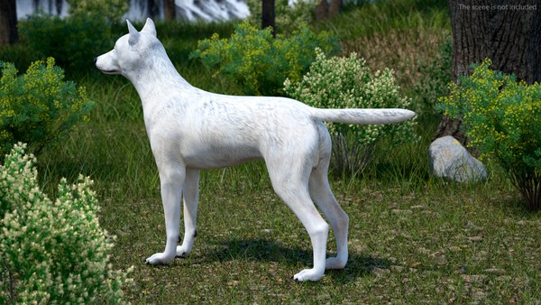 modelo 3d Lobo Blanco preparado para Maya - TurboSquid 2250720