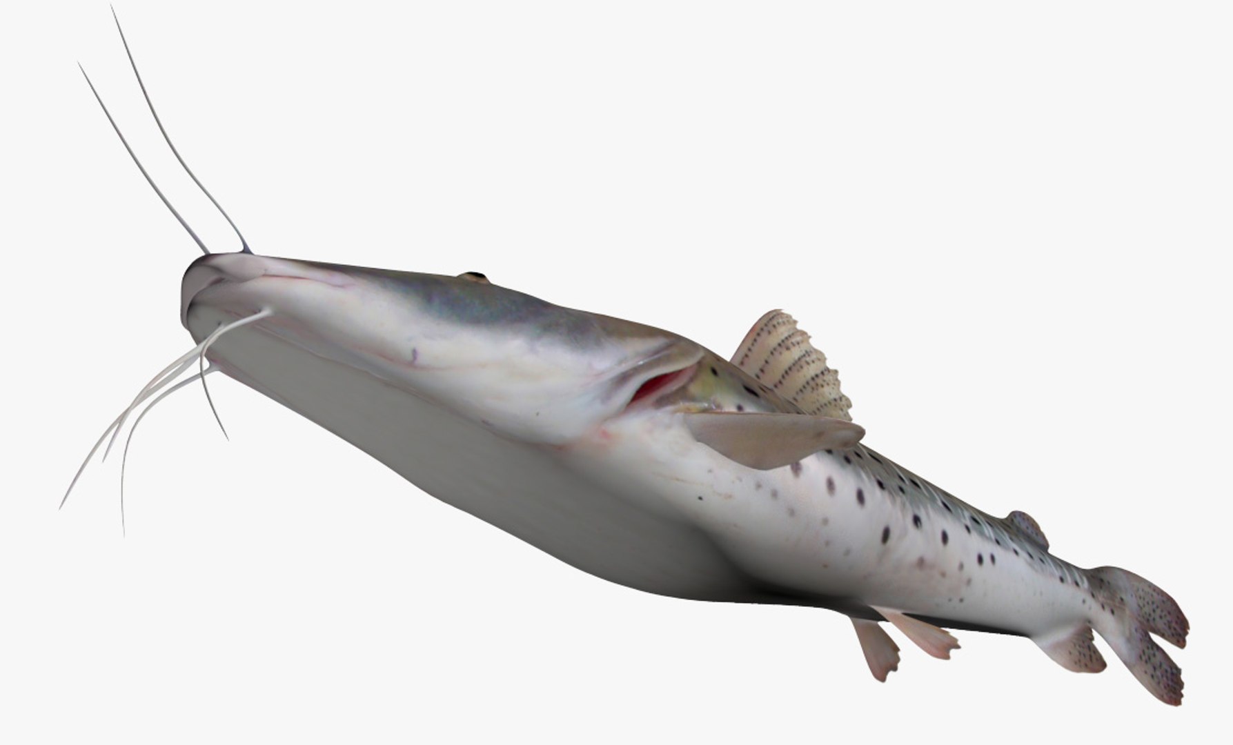 3D Pseudoplatystoma Corruscans Catfish Model - TurboSquid 1363899