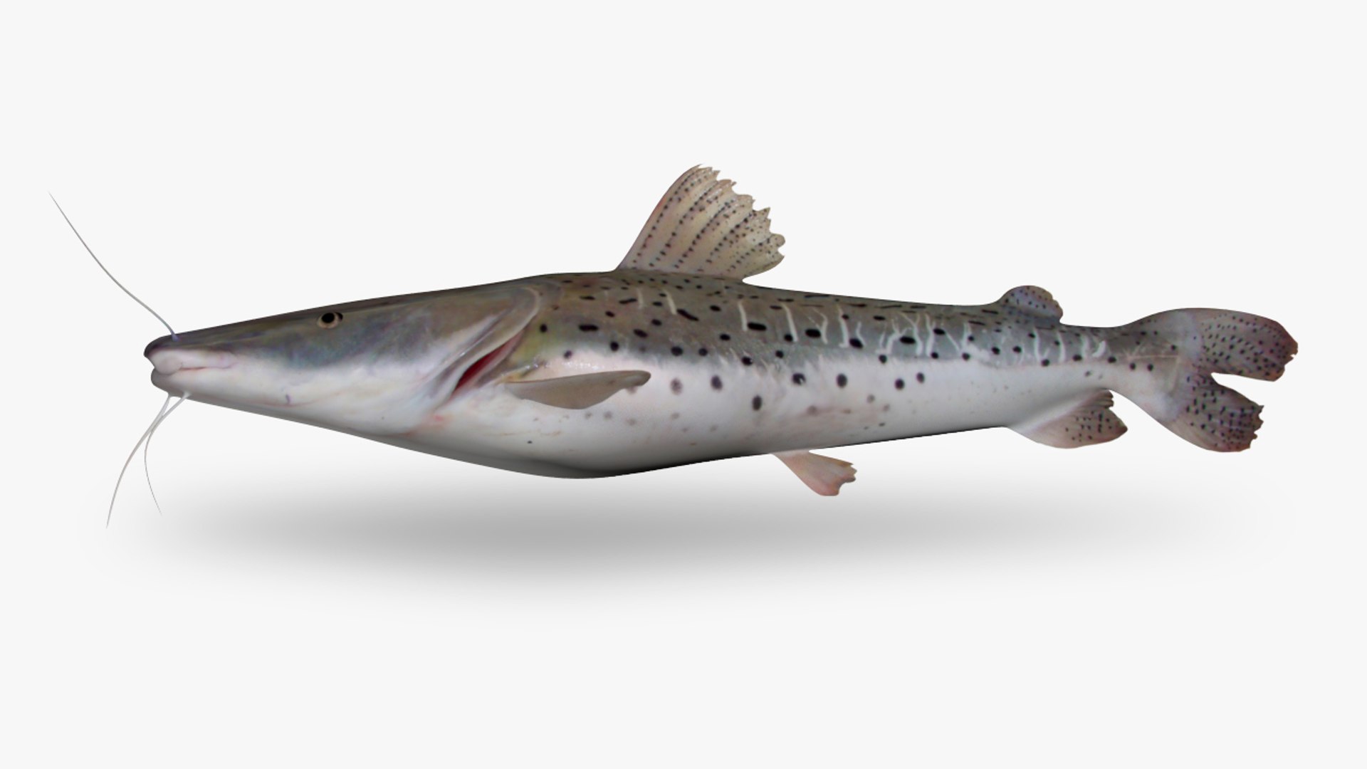 3D Pseudoplatystoma Corruscans Catfish Model - TurboSquid 1363899