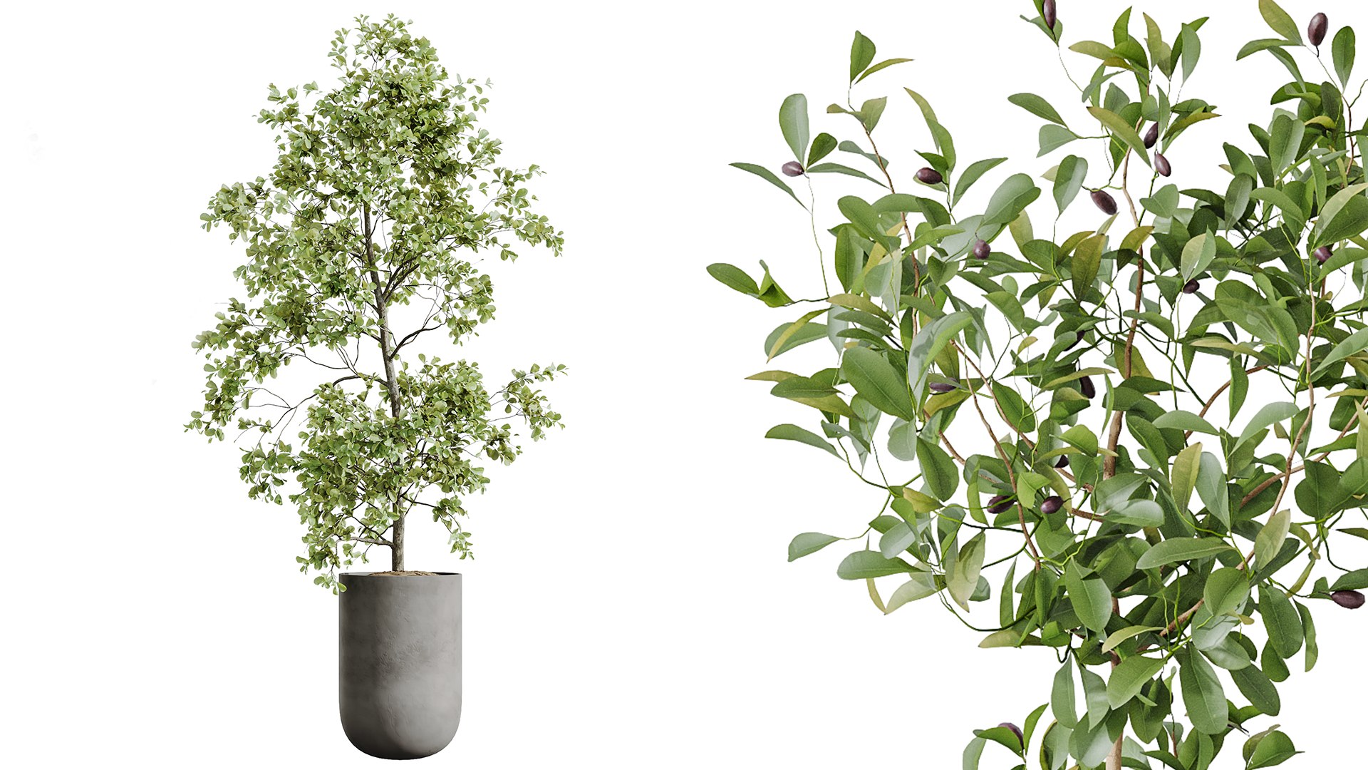 3D AV Indoor Plants Set 199 Mission Olive And Yucca Aloifolia Rostrata Palm And Briful Aquatica ...