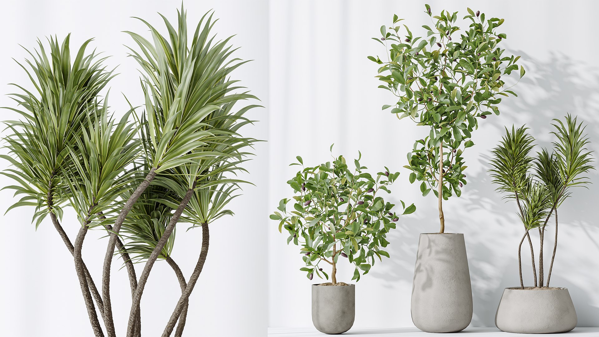 3D AV Indoor Plants Set 199 Mission Olive And Yucca Aloifolia Rostrata Palm And Briful Aquatica ...