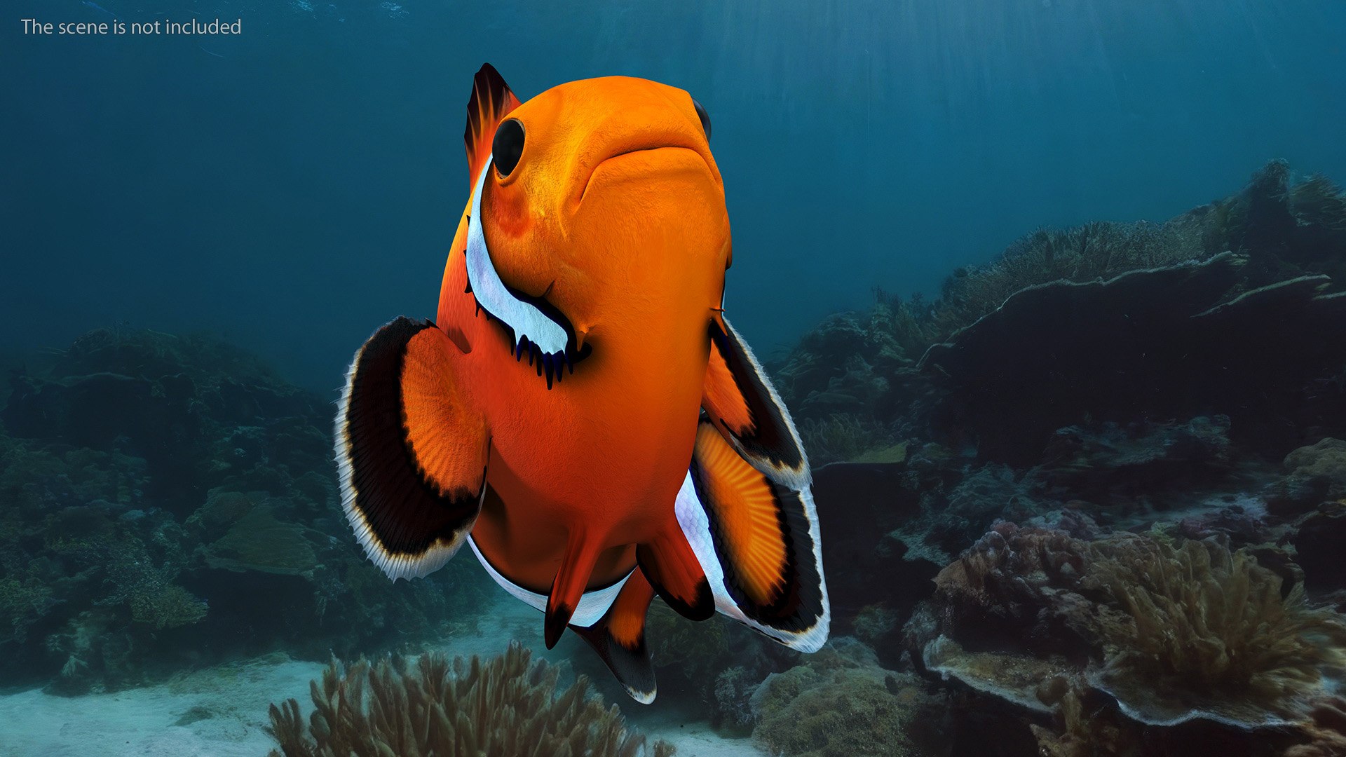 Tropical Clownfish 3D - TurboSquid 2235897
