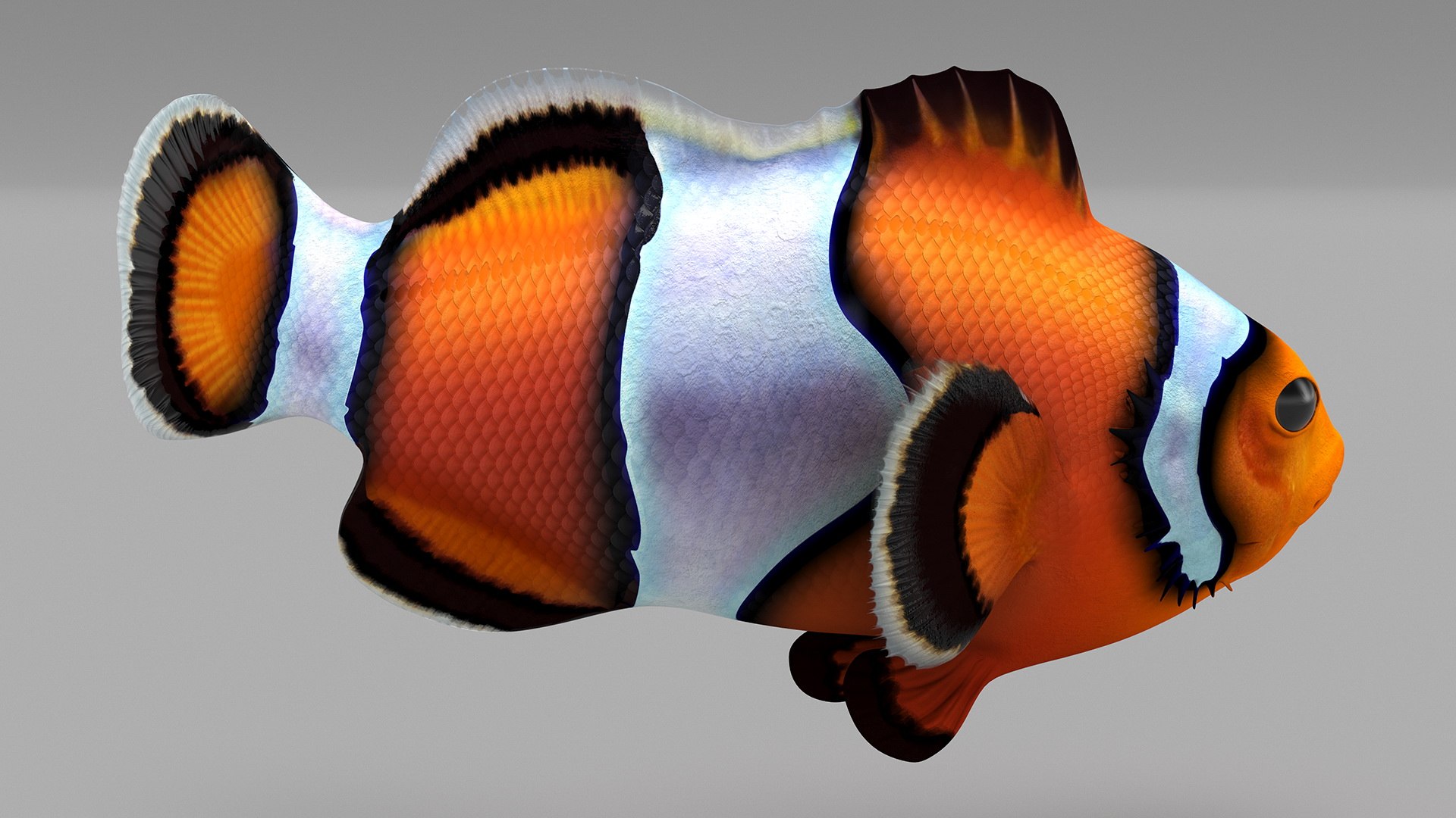 Tropical Clownfish 3D - TurboSquid 2235897