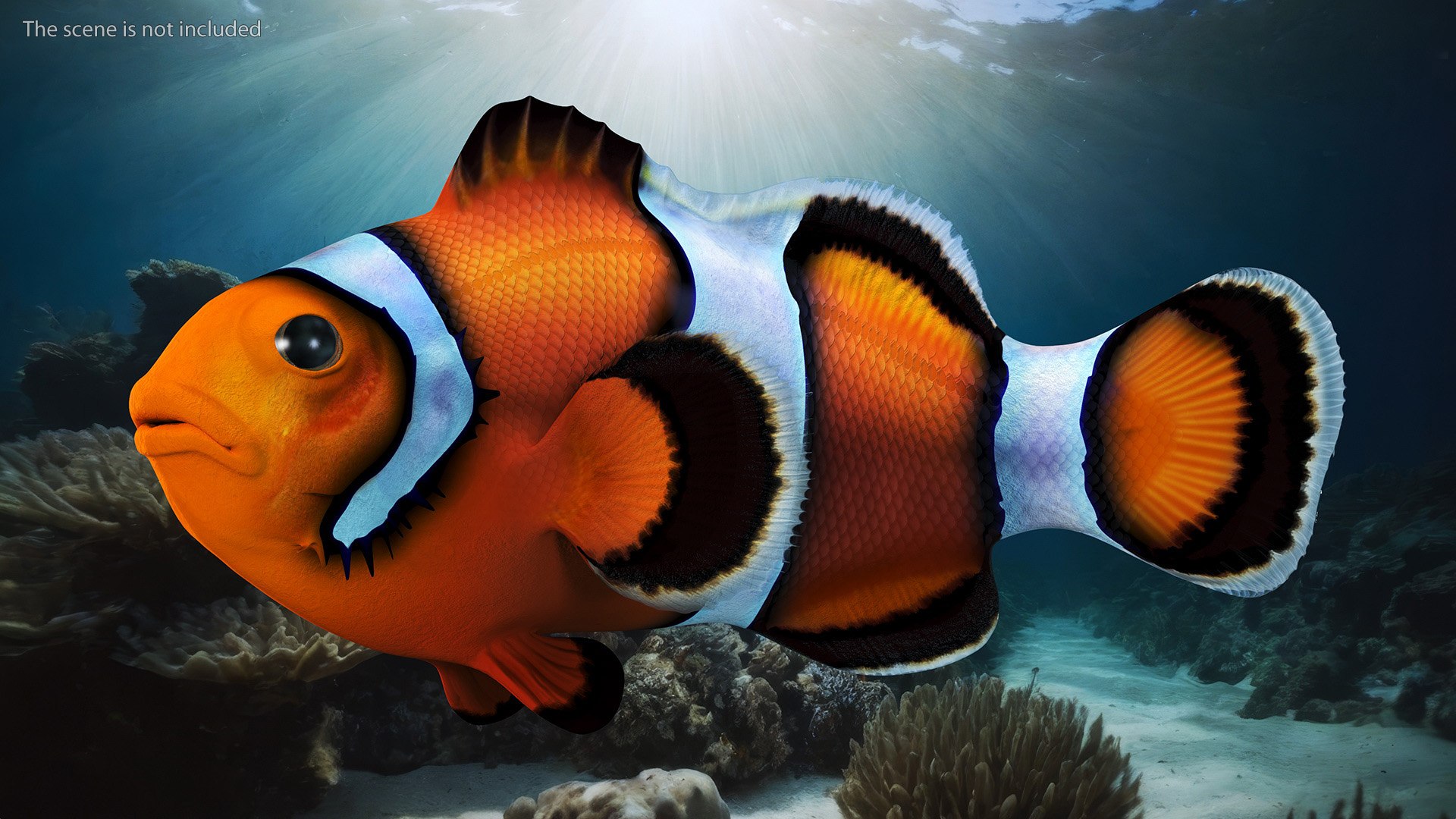 Tropical Clownfish 3D - TurboSquid 2235897