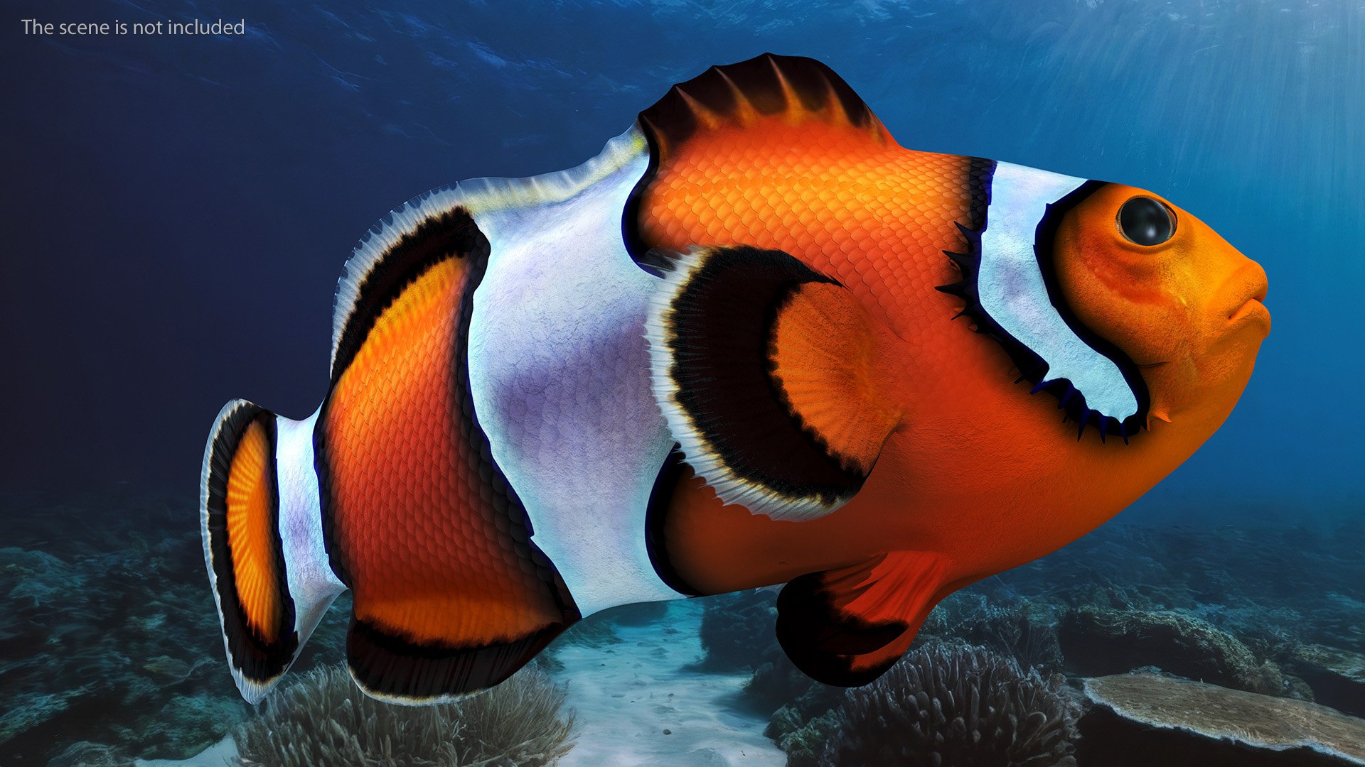 Tropical Clownfish 3D - TurboSquid 2235897