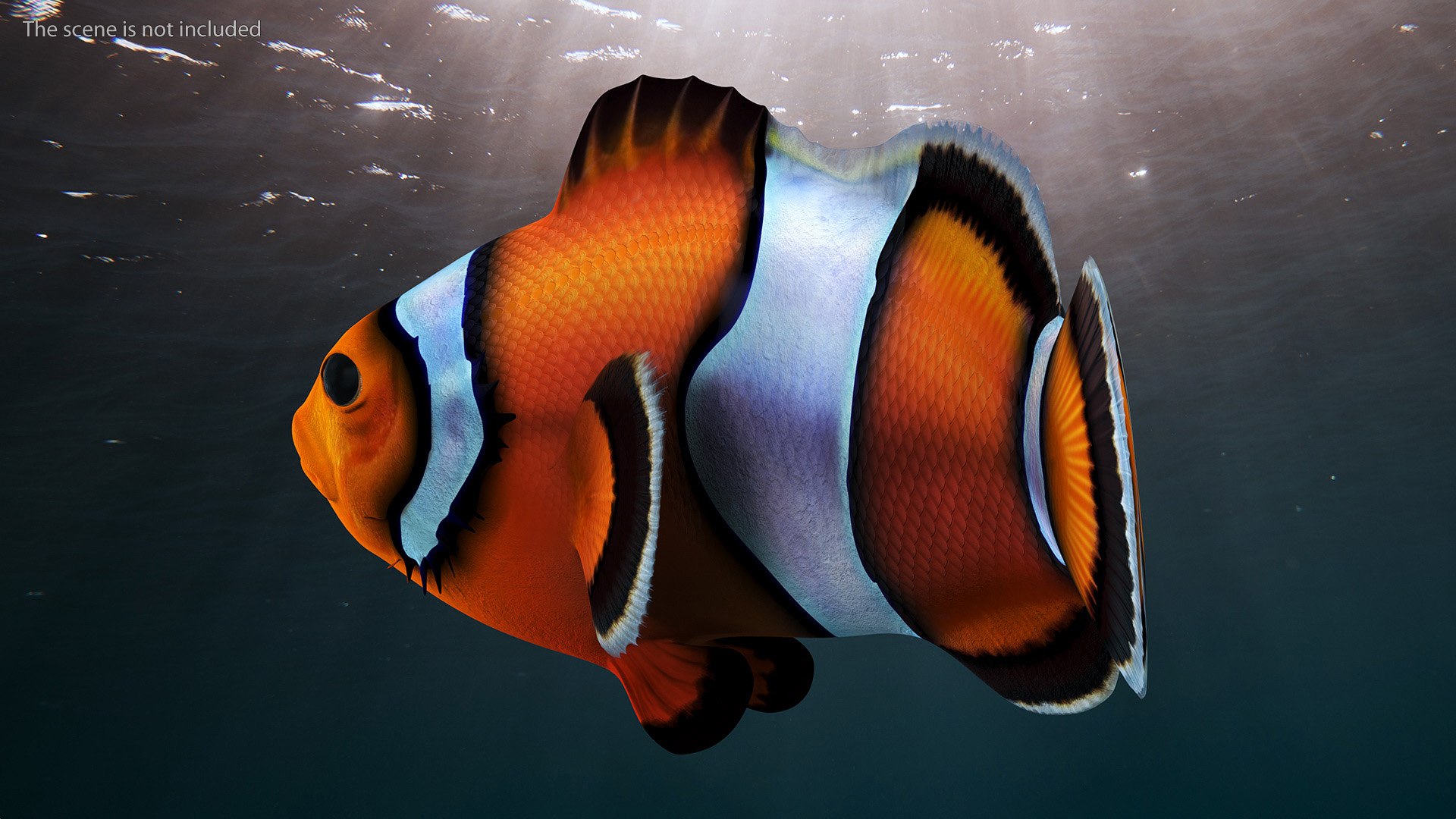 Tropical Clownfish 3D - TurboSquid 2235897