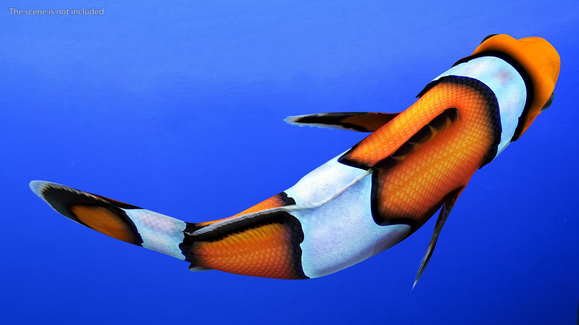 Tropical Clownfish 3D - TurboSquid 2235897
