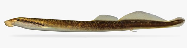 3D pacific bearded brotula clarkae - TurboSquid 1364283