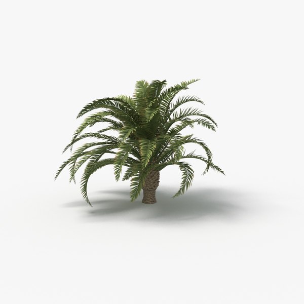 3D Palm Tree model - TurboSquid 2031068