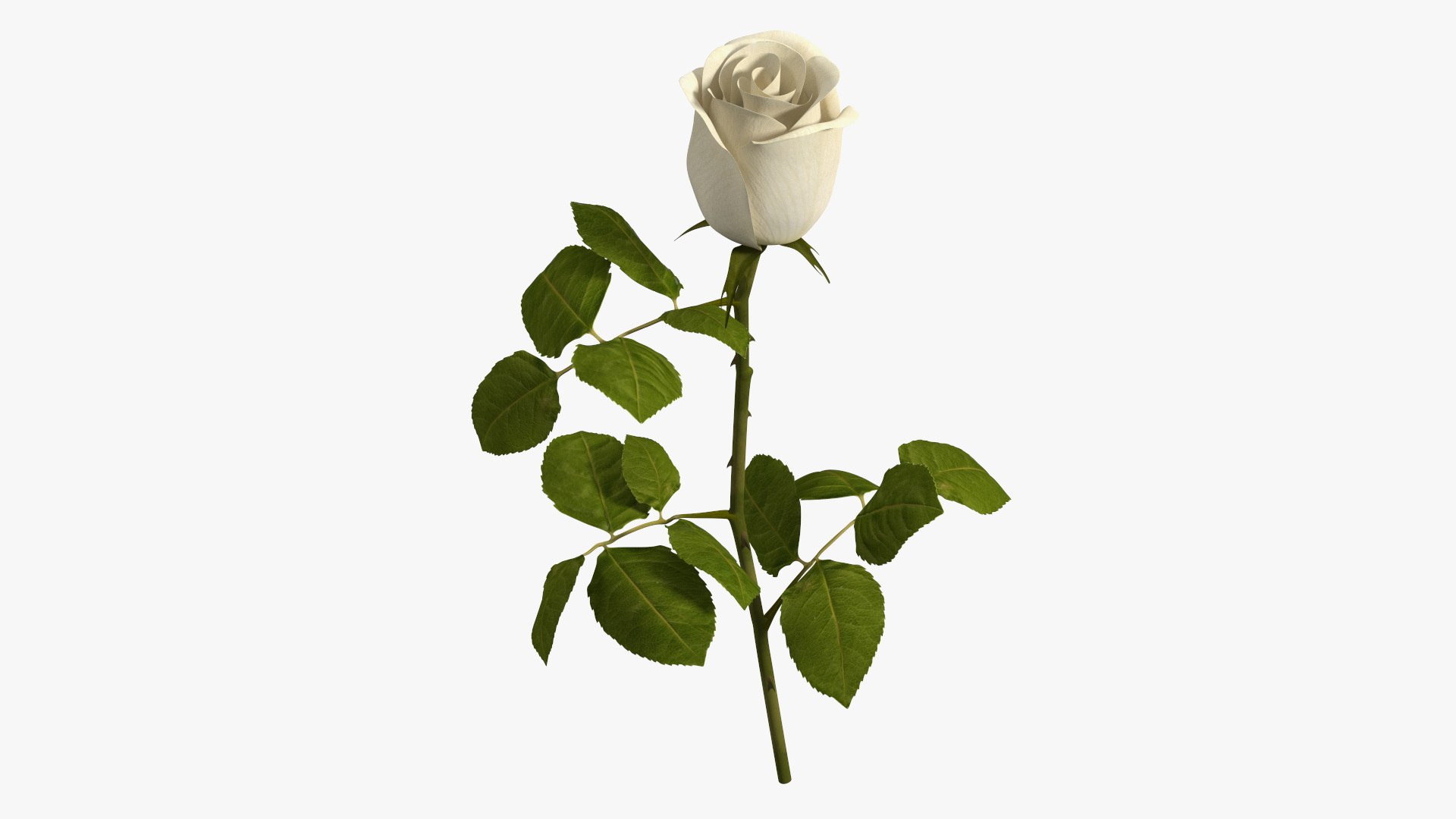 3D Single Rose Stem With Leaves Model - TurboSquid 2376379