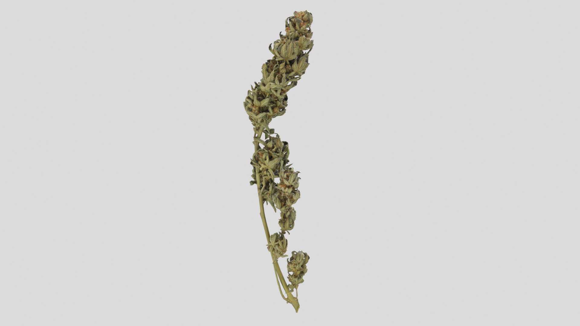 Cannabis Branch Collection 3D Model - TurboSquid 1760070