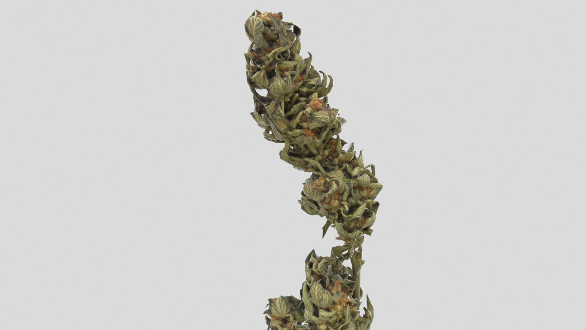 Cannabis Branch Collection 3D Model - TurboSquid 1760070