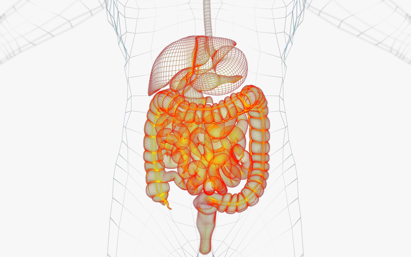 Digestive X-Ray 3D Model - TurboSquid 1988649
