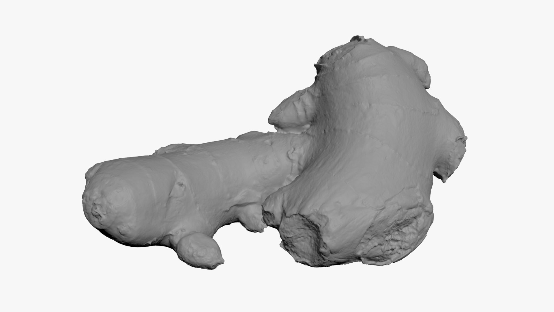 Ginger Root 03 For 3D Print Model - TurboSquid 2387964