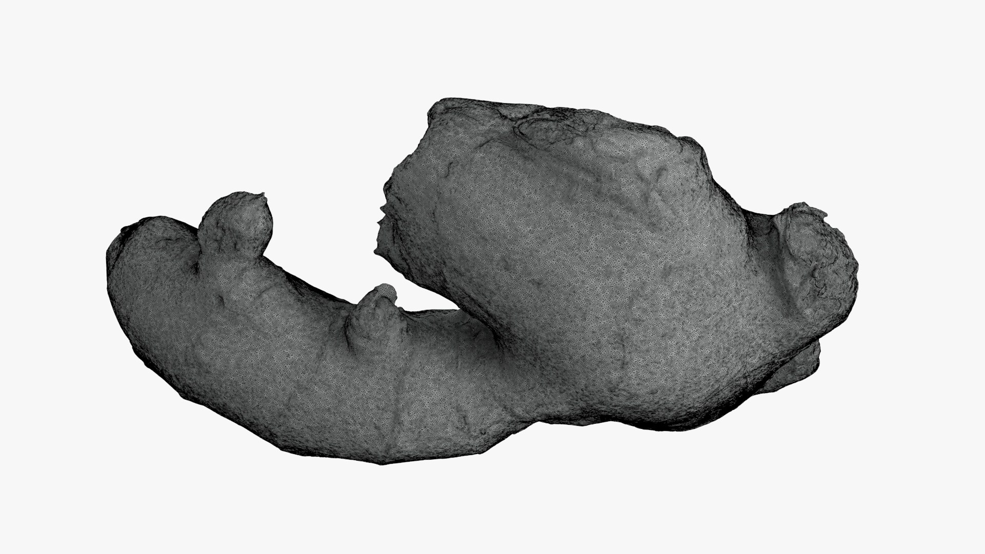 Ginger Root 03 For 3D Print Model - TurboSquid 2387964