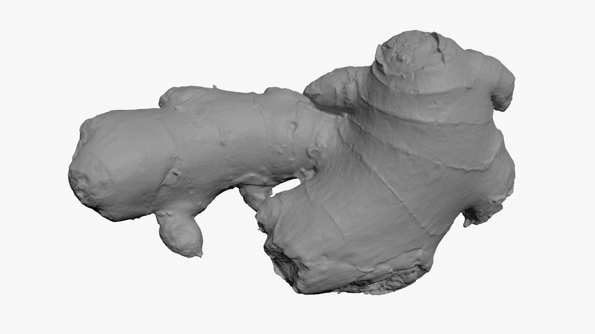 Ginger Root 03 For 3D Print Model - TurboSquid 2387964