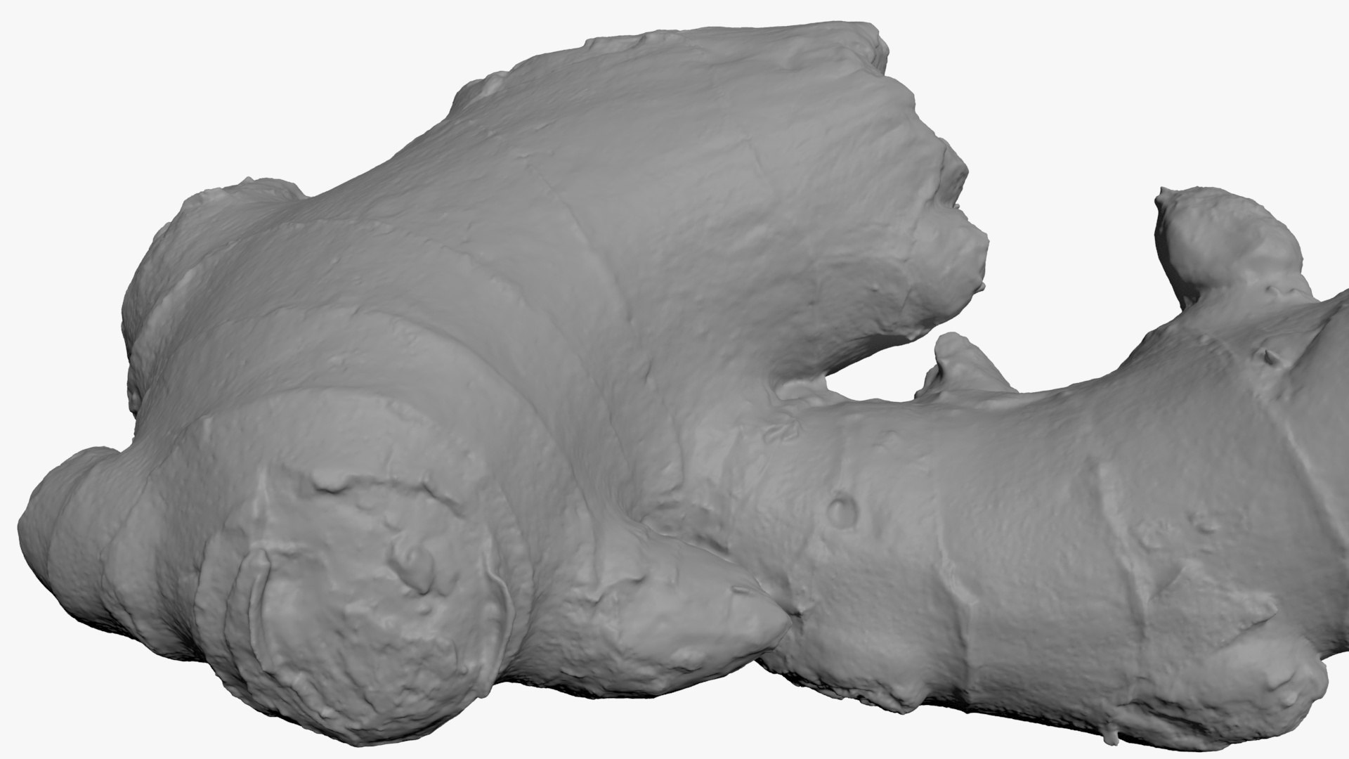 Ginger Root 03 For 3D Print Model - TurboSquid 2387964
