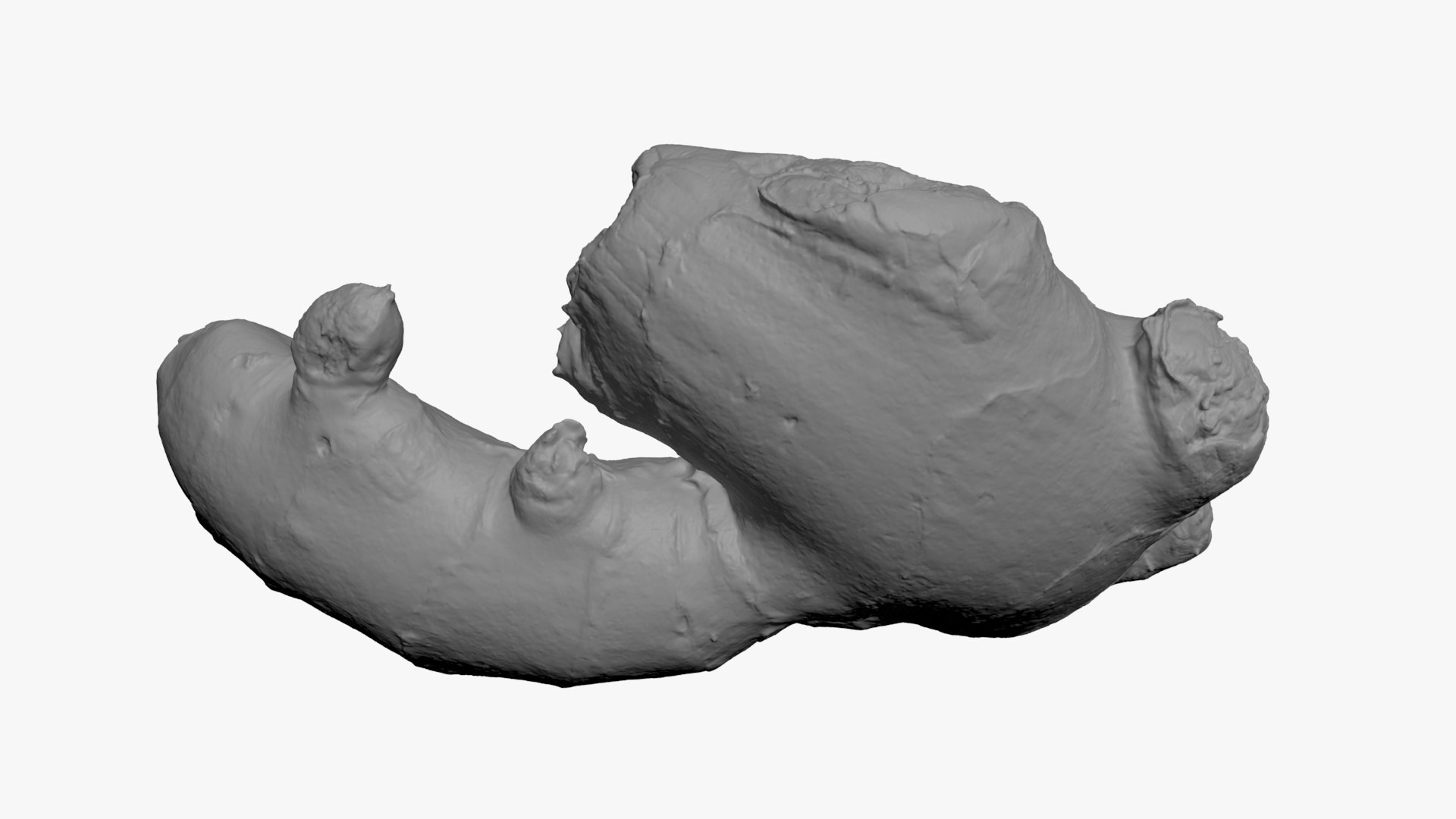 Ginger Root 03 For 3D Print Model - TurboSquid 2387964