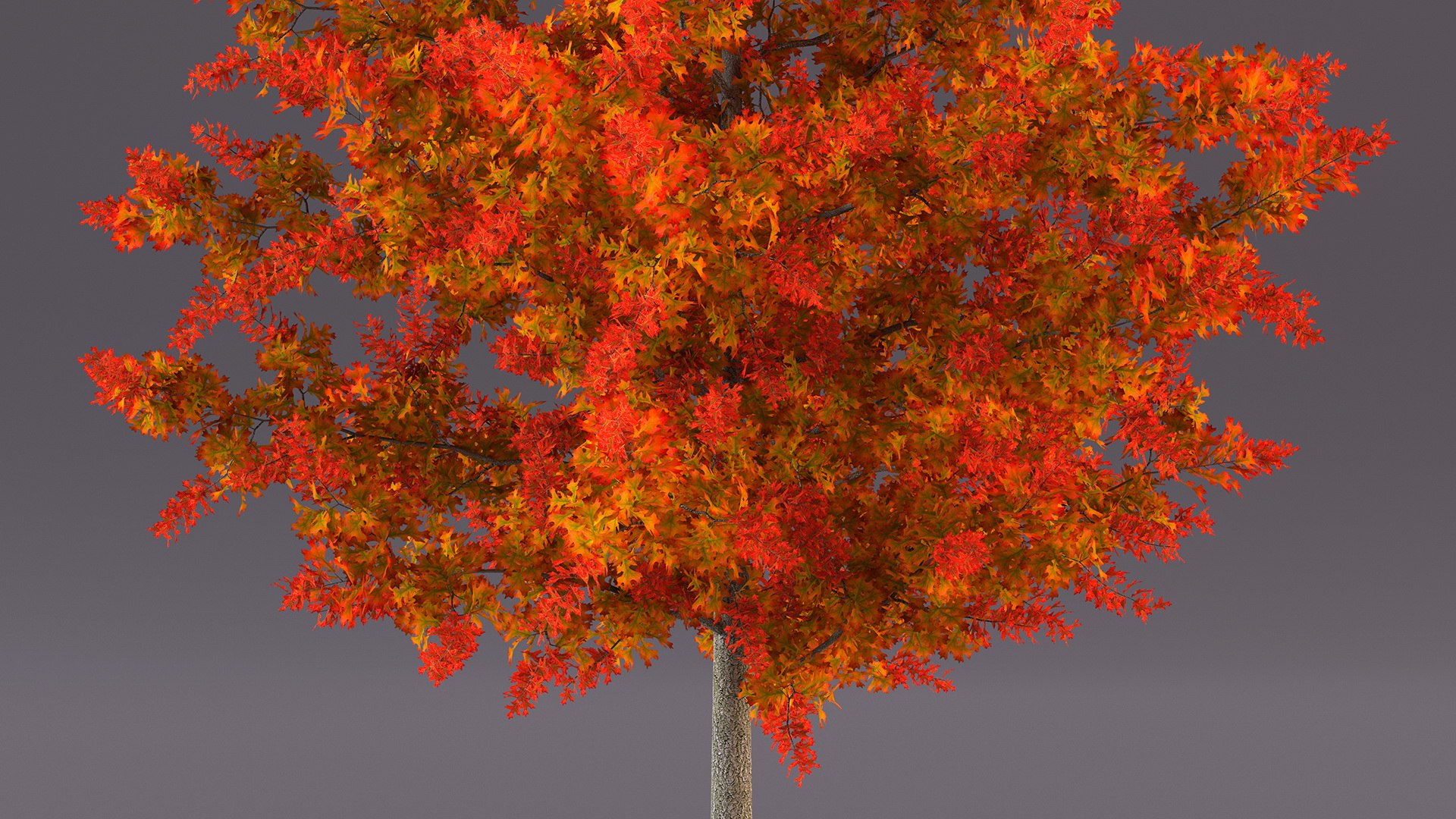 Autumn Oak Tree 3D - TurboSquid 2228919