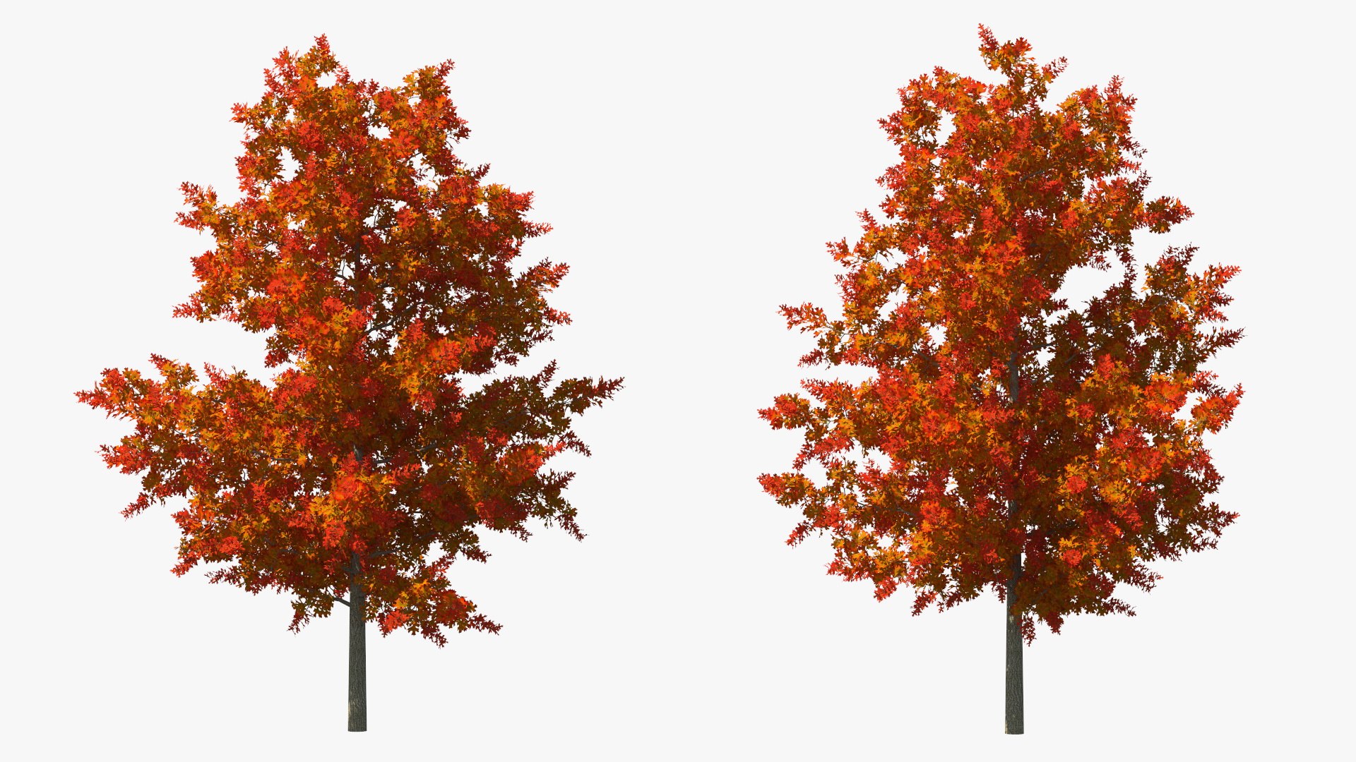 Autumn Oak Tree 3D - TurboSquid 2228919