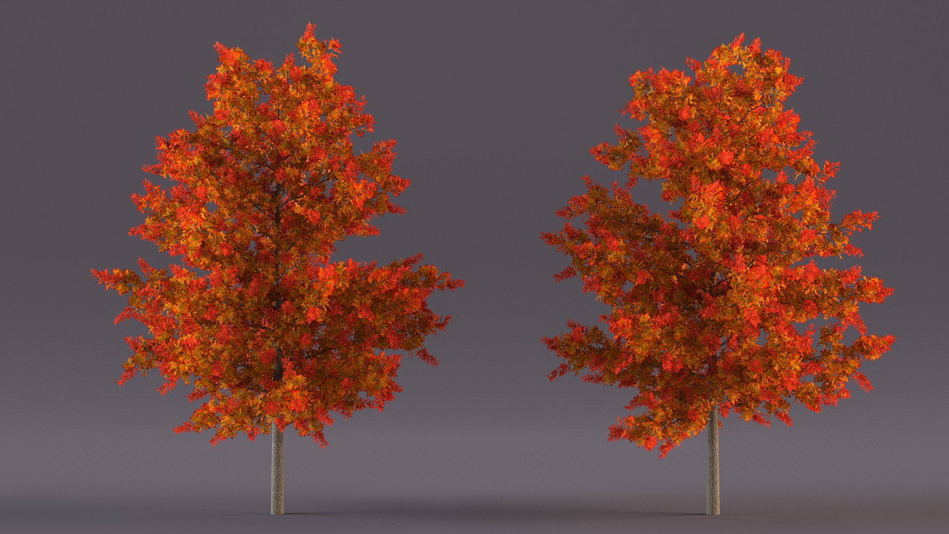 Autumn Oak Tree 3D - TurboSquid 2228919