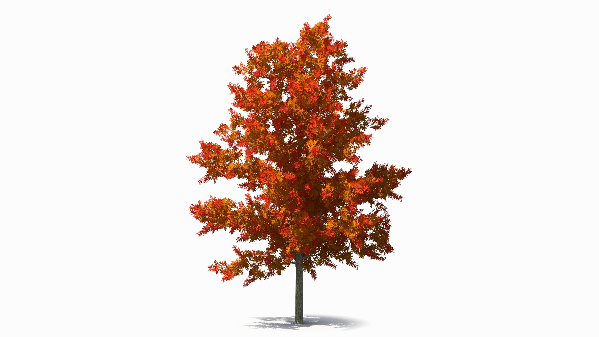 Autumn Oak Tree 3D - TurboSquid 2228919