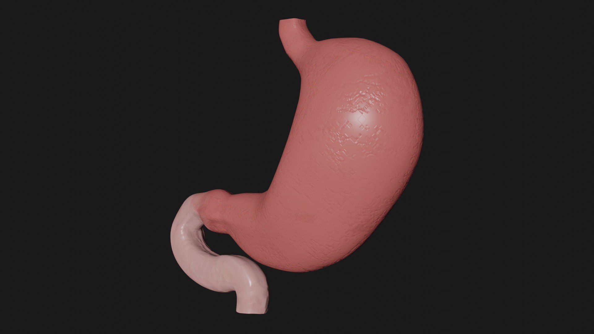 3D Stomach Science Organ - TurboSquid 1673982