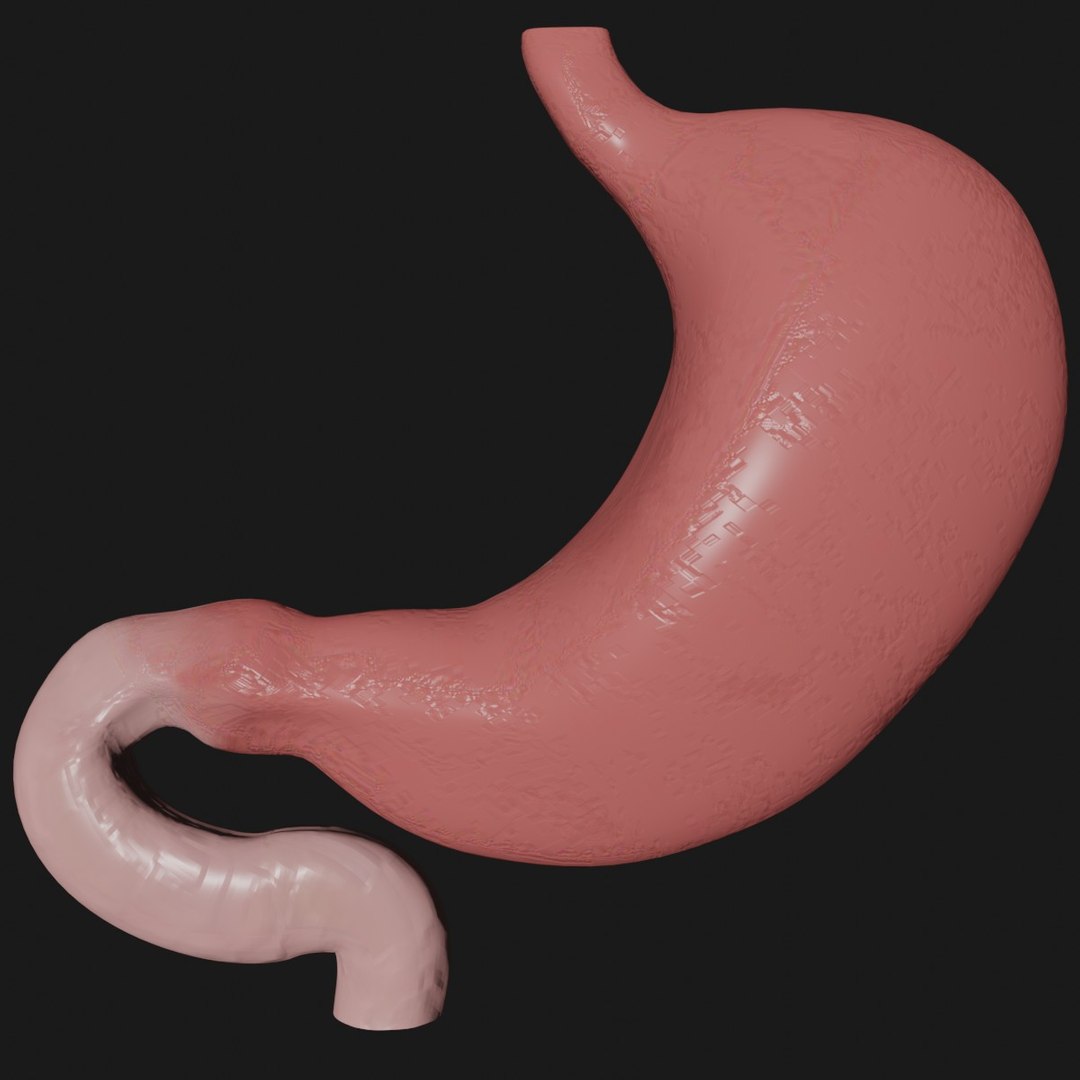 3D Stomach Science Organ - TurboSquid 1673982