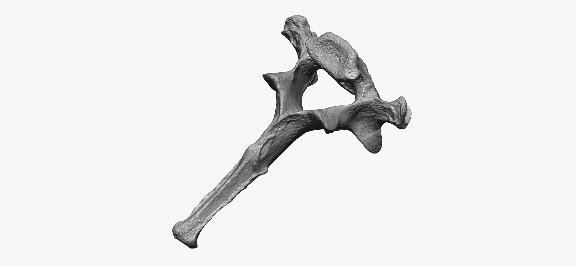 3D Domestic Cat Thoracic Vertebrae TH1 RAW Scan Model - TurboSquid 2143293