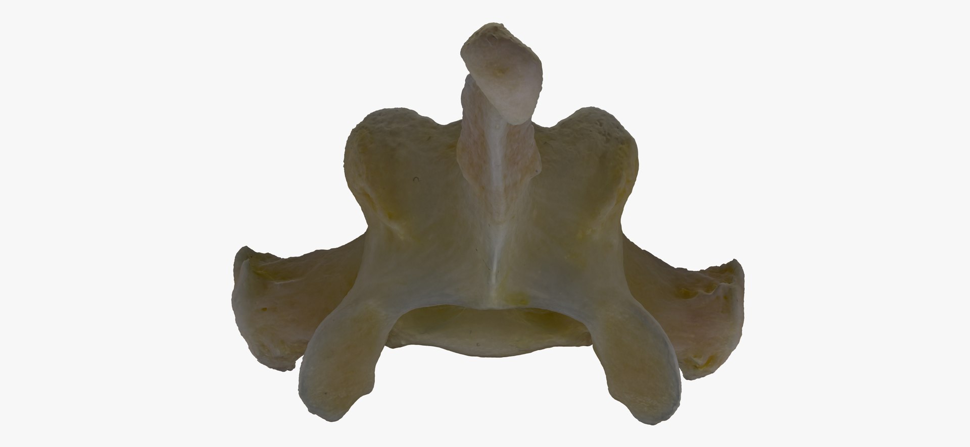 3D Domestic Cat Thoracic Vertebrae TH1 RAW Scan Model - TurboSquid 2143293