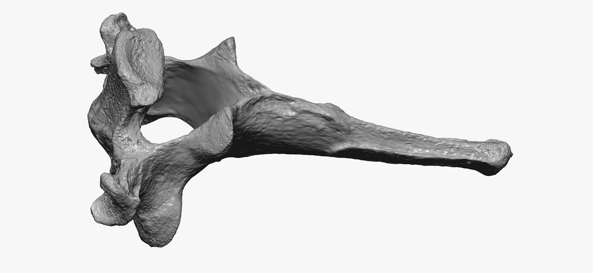 3D Domestic Cat Thoracic Vertebrae TH1 RAW Scan Model - TurboSquid 2143293